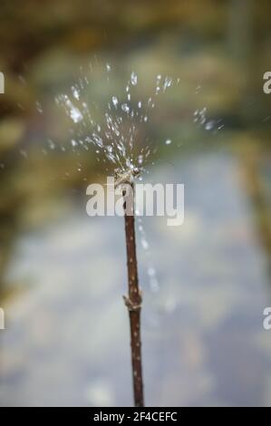 A vertical shot of an archerfish shooting a water stream at an insect ...