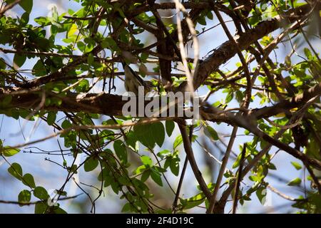 Curious female yellow-rumped warbler (Setophaga coronata) looking ...