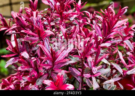 Hebe 'Frozen Flame' Stock Photo - Alamy