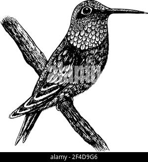 Ruby-throated hummingbird isolated vector illustration for Butterfly ...