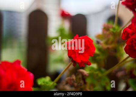 A selective focus of a red Geranium on a green background Stock Photo ...