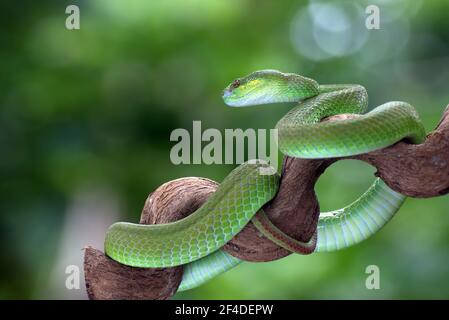 White-lipped tree viper coiled around tree branch Stock Photo - Alamy