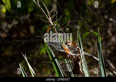 Spiderweb weaved through the fronds of a saw palmetto plant (Serenoa ...