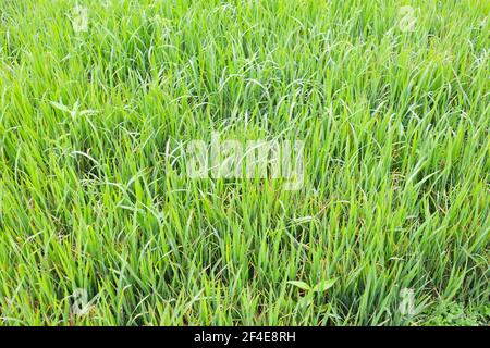 green colored paddy firm for harvest and sell Stock Photo - Alamy