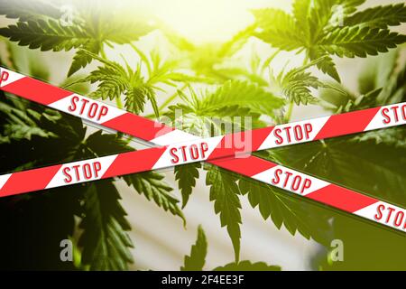 Stop legalization. Hemp is tied with prohibitory ribbons. Marijuana is ...