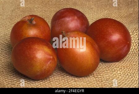 STUDIO IMAGE OF PLUMS (PRUNUS) 'OCTOBER SUN' Stock Photo - Alamy
