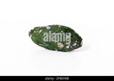 Spoiled cucumber covered with mold isolated on white background Stock ...