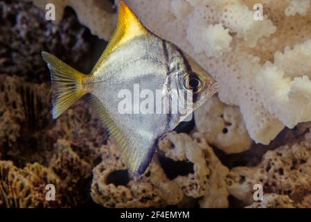 Monodactylidae is a family of perciform bony fish commonly referred to ...