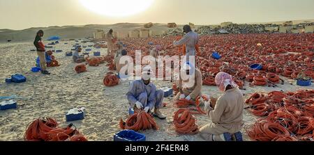 land seismic equipment, field cables for geophysicists Stock Photo - Alamy