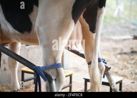 cow cattle teat ready for being milked in dairy farm Stock Photo - Alamy