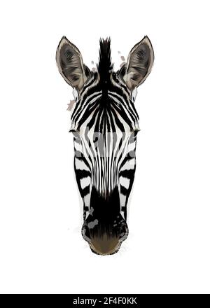zebra front face drawing