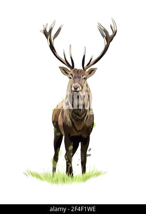 Red deer from a splash of watercolor, colored drawing, realistic ...