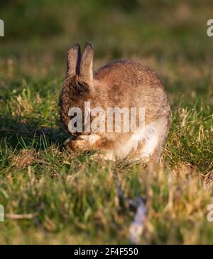Wild Rabbit in the spring sunshine Stock Photo - Alamy