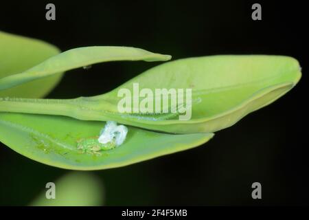 Psyllidae, the jumping plant lice or psyllids, are a family of small ...