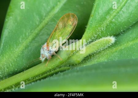 Psyllidae, the jumping plant lice or psyllids, are a family of small ...