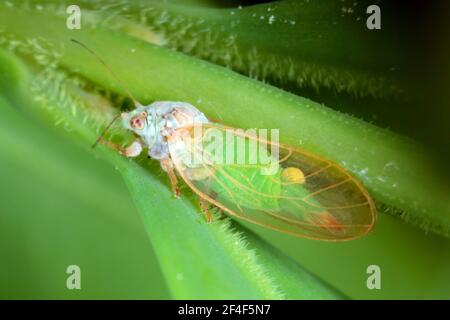 Psyllidae, the jumping plant lice or psyllids, are a family of small ...