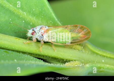 Psyllidae, the jumping plant lice or psyllids, are a family of small ...