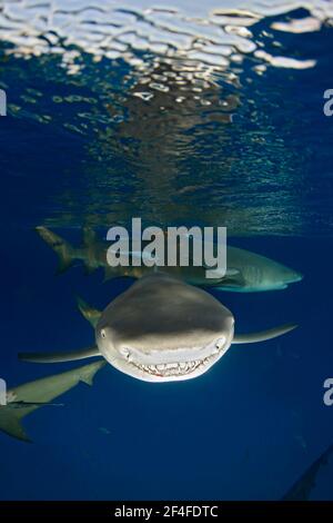 Lemon Shark (Negaprion brevirostris) Showing Teeth, Close-up Split Shot ...