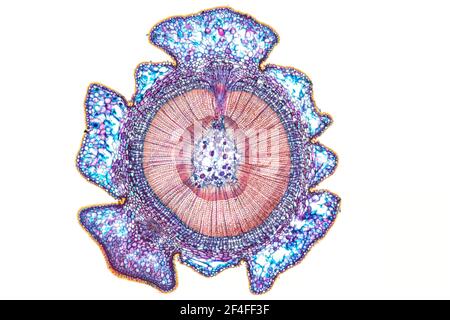Yew (Taxus baccata). Cross section of a trunk on a recently felled tree ...