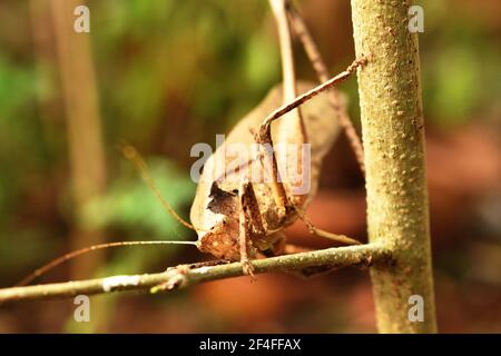 brown grasshopper hanging on tree in garden Stock Photo - Alamy