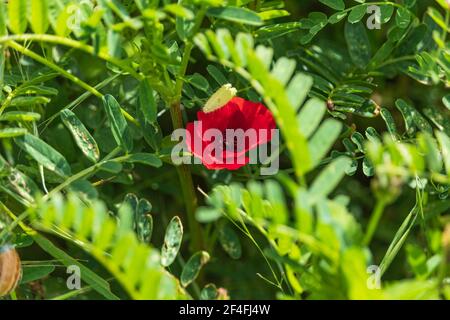 Fresh red poppy flower among green grass close up Stock Photo - Alamy