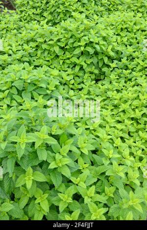 Lemon Balm or Sweet Balm (Melissa officinalis Stock Photo - Alamy