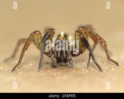 Rustic wolf spider Stock Photo - Alamy
