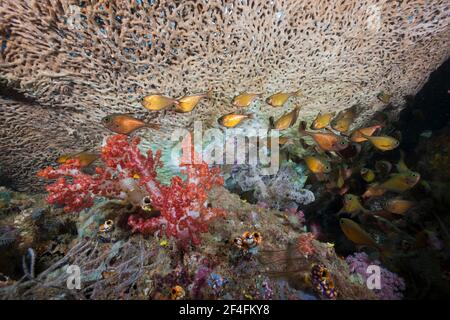Copper Sweeper, Pempheris oualensis, Triton Bay, West Papua, Indonesia ...