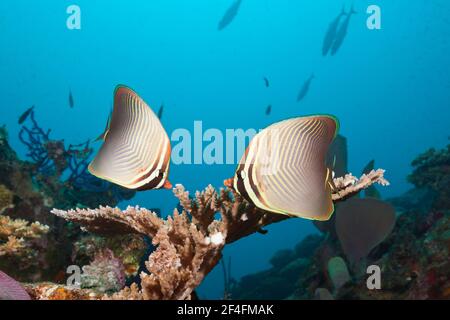 Pacific baroness butterflyfish (Chaetodon baronessa), Lake Sawu ...