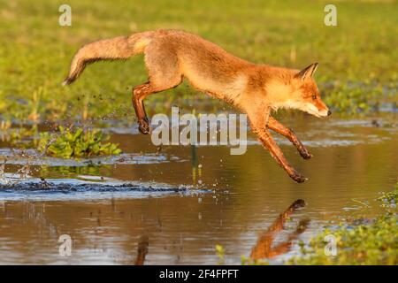 Red fox, North Holland, Netherlands Stock Photo - Alamy
