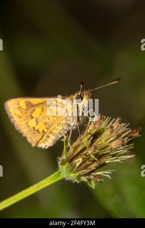 Full body shot of a small skipper butterfly with water dew on its body ...