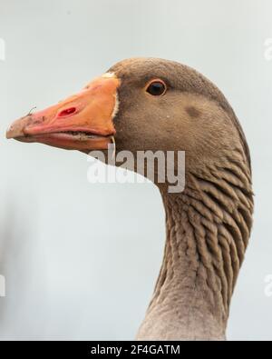 Headshot of gander Stock Photo - Alamy