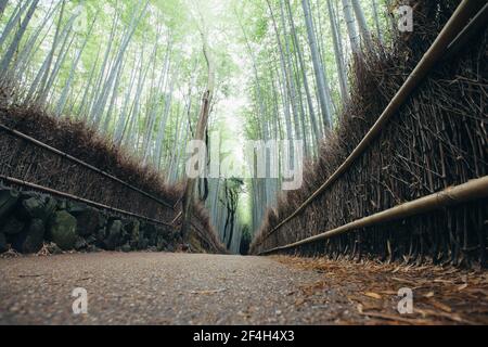 Bamboo forest walkway with film vintage style Stock Photo - Alamy