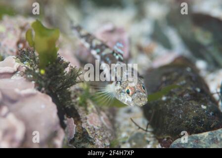 Painted goby (Pomatoschistus pictus) on a sandy seabed, UK Stock Photo ...