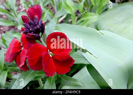Erysimum cheiri Blood Red, Wallflower Blood Red, Erysimum cheiri Blood ...