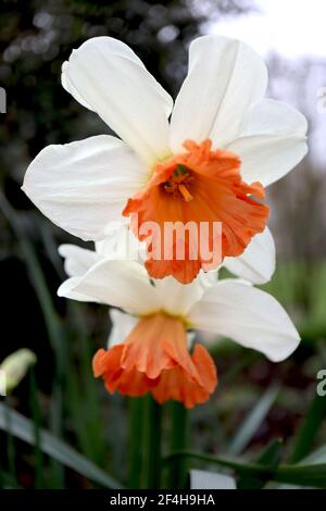 Narcissus ‘Decoy’ Division 2 Large-cupped Daffodils Decoy daffodil ...