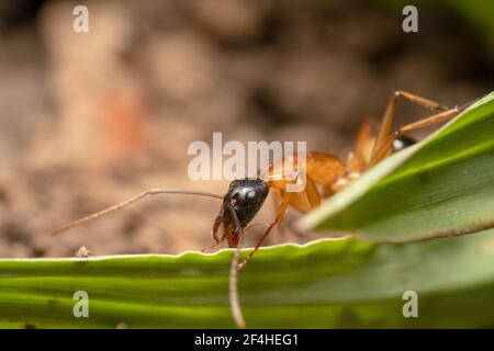 Orange ant with black head sugar ants with pointy antennas Stock Photo ...