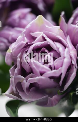 Coral white tulip flowers field blooming on a spring day Stock Photo ...