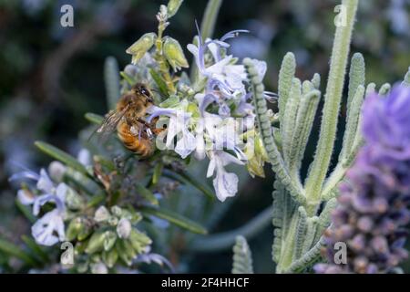 Bee is curled up on yellow flowers to drink flower juice/Nectar. Bee is ...