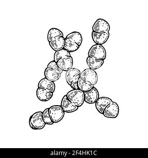 Hand drawn probiotic streptococcus thermophiles bacteria. Good ...