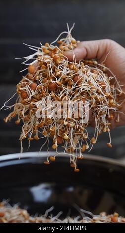 A small handful of chick-pea. Beans isolated on a white background ...