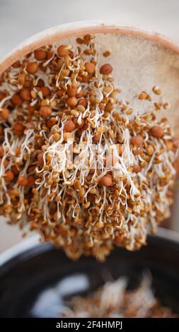 sprouted pea and Gram seeds in white background Stock Photo - Alamy