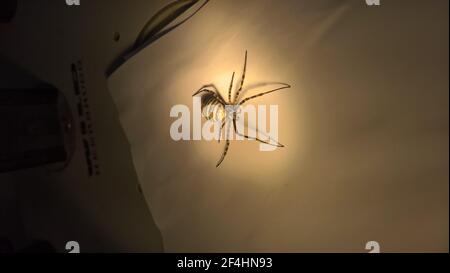 closeup photo of spider in laboratory Stock Photo - Alamy