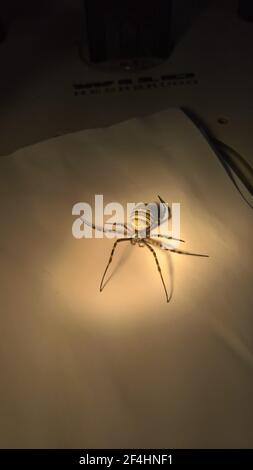closeup photo of spider in laboratory Stock Photo - Alamy