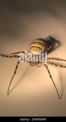 closeup photo of spider in laboratory Stock Photo - Alamy