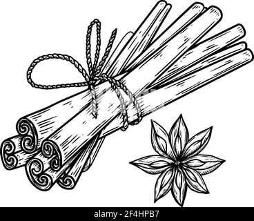 Cinnamon in engraved style isolated on white background. Vintage sketch ...