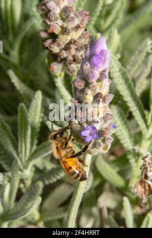 flying honey bee bottom view,You can see the enhanced detail and ...