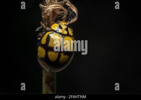 Coccinellidae yellow and black striped ladybug climbing a dry plant ...