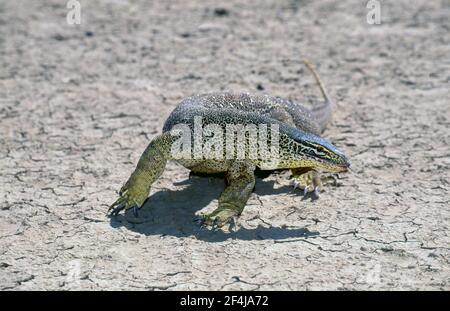 Goanna or monitor lizard Varanus giganteus in Karijini National Park ...