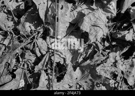 McMichael Canadian Art Collection with sculptures by Ivan Eyre Stock ...